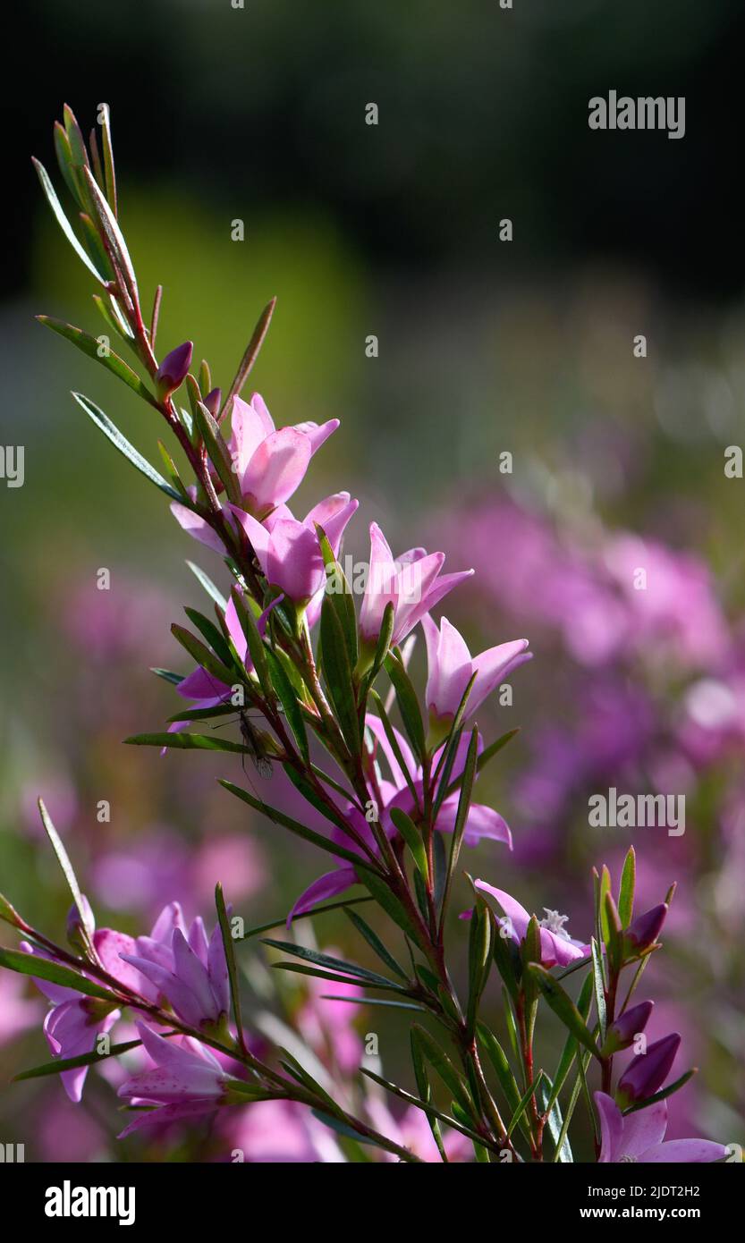 Backlit pink star shaped flowers and buds of the Australian native ...