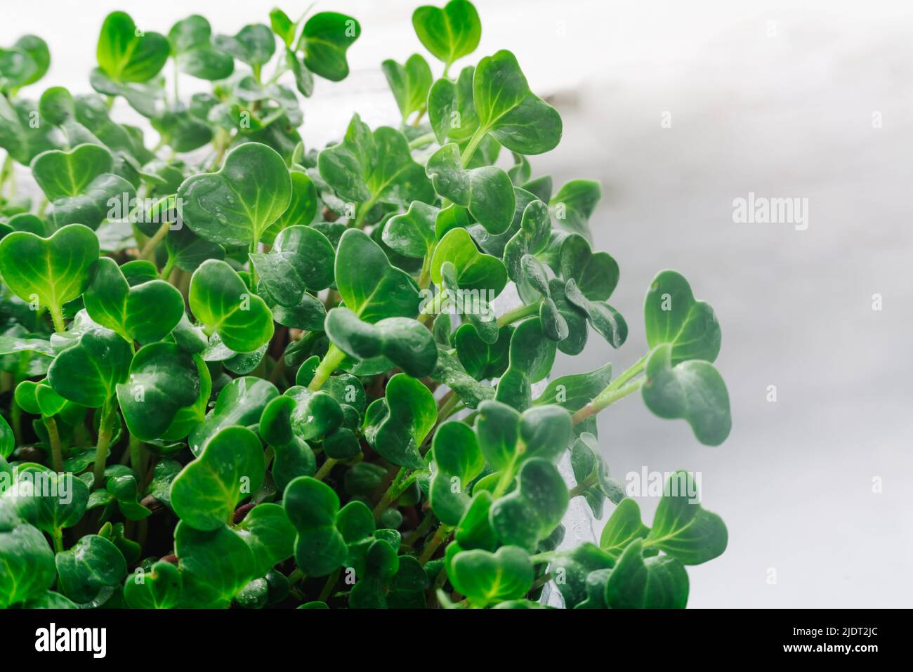 Close-up texture background of fresh microgreen sprouts Stock Photo - Alamy