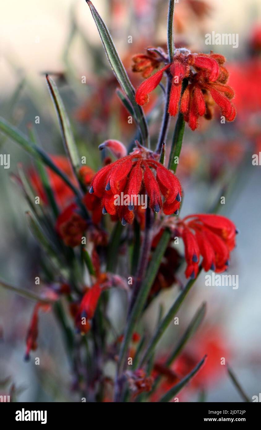 Vibrant red flowers of the Australian native Red Ochre Spider Flower ...