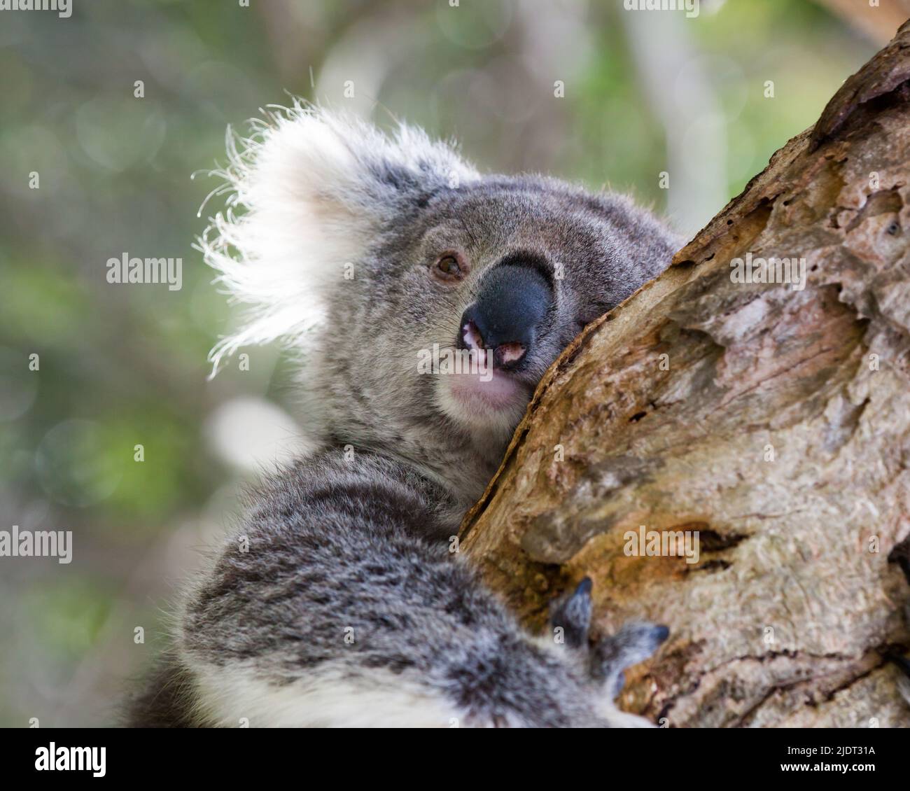 Tree hugger eucalyptus hi-res stock photography and images - Alamy