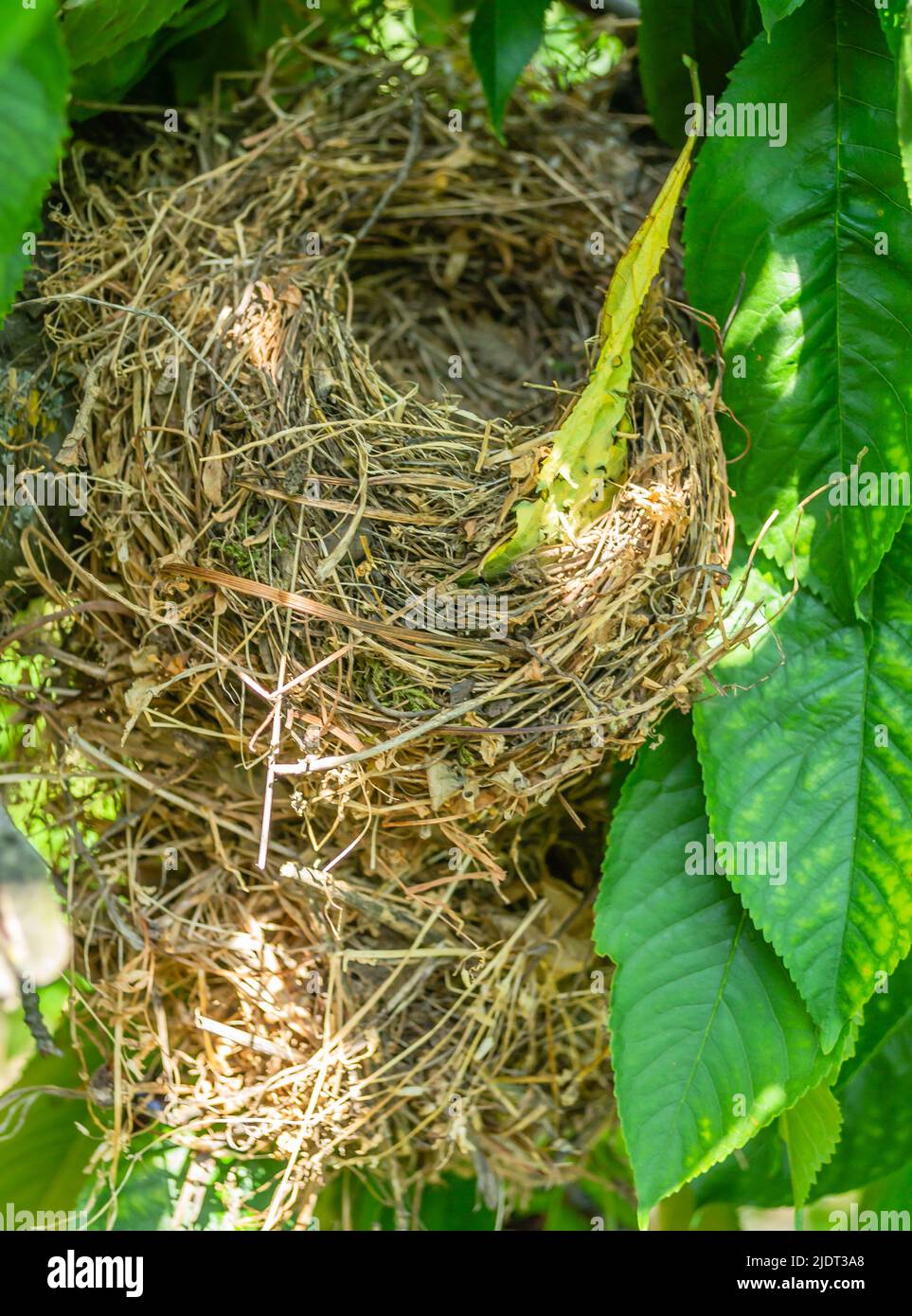 A bird's nest in the canopy of a cherry tree sunlit by the spring sun ...