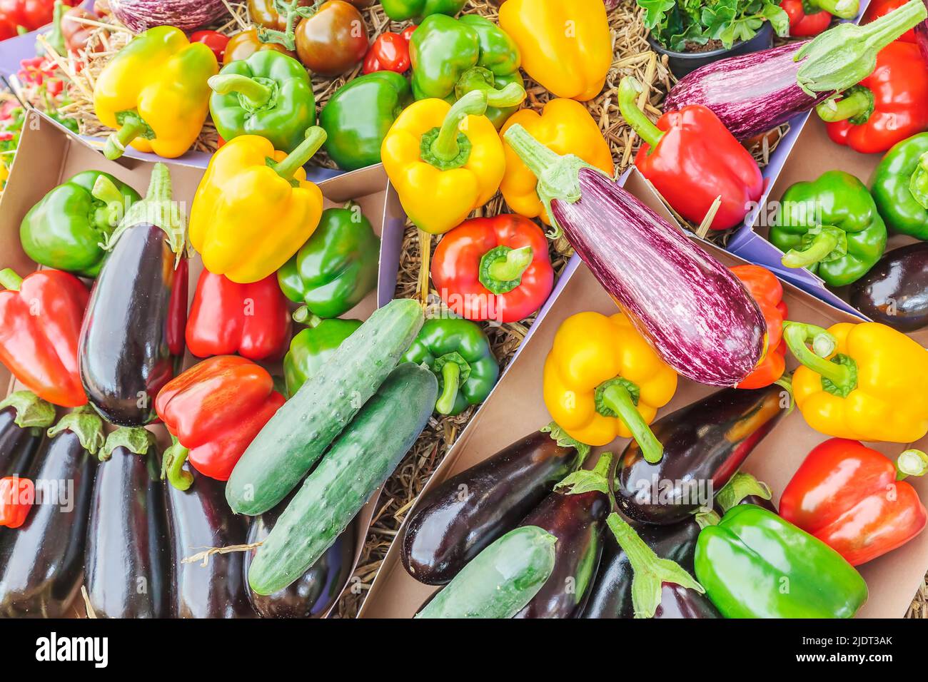 Fresh harvested organic vegetables on hay on a Dutch farm Stock Photo ...