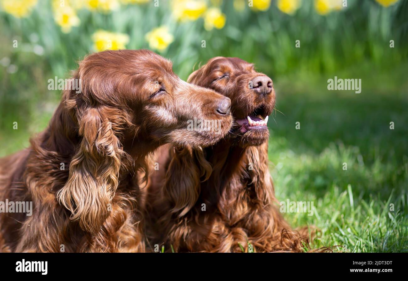 Cute old dog kissing his friend. Happy pet love, friendship ...