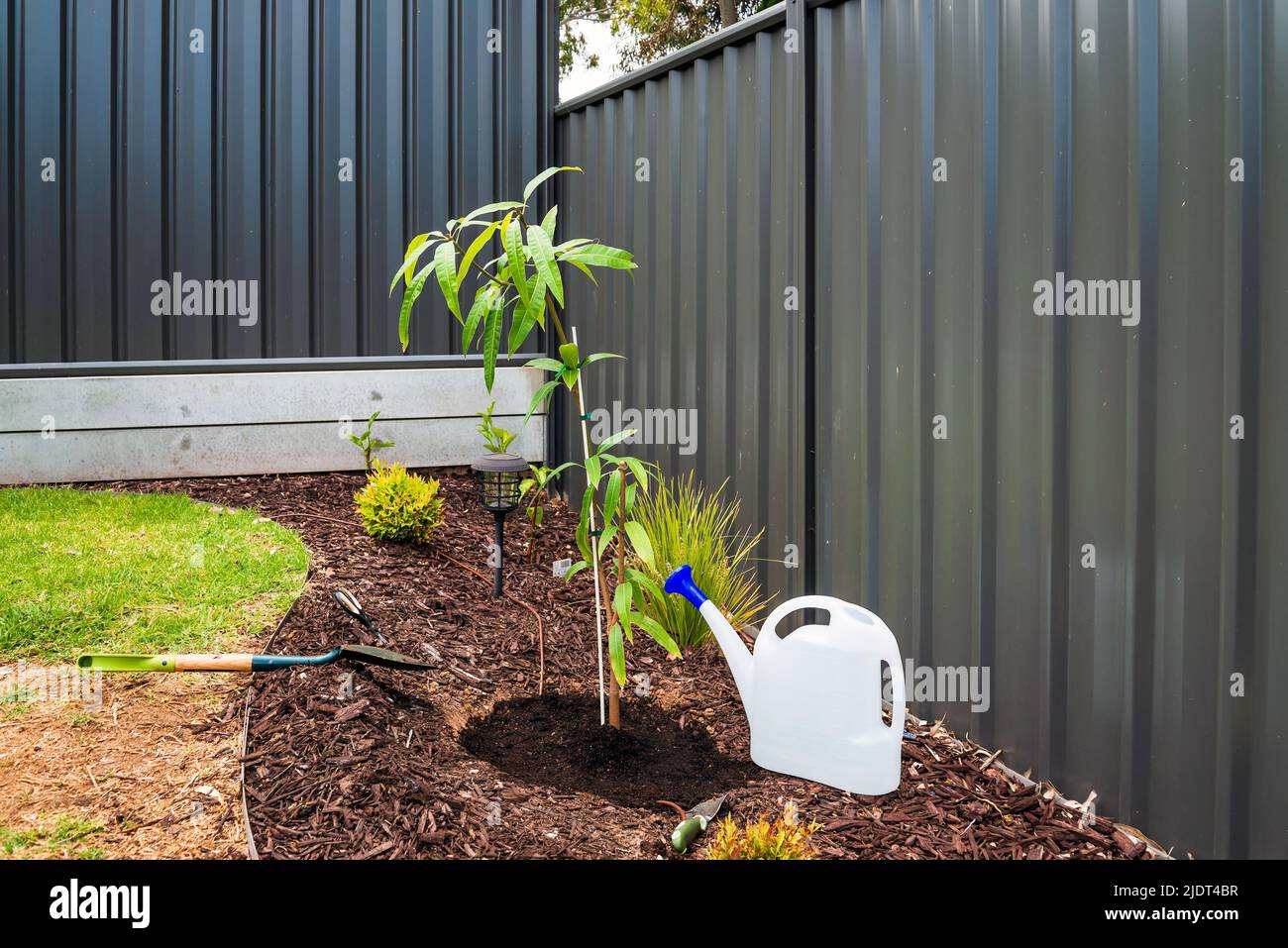 Planting a mango tree on backyard in Australia Stock Photo - Alamy