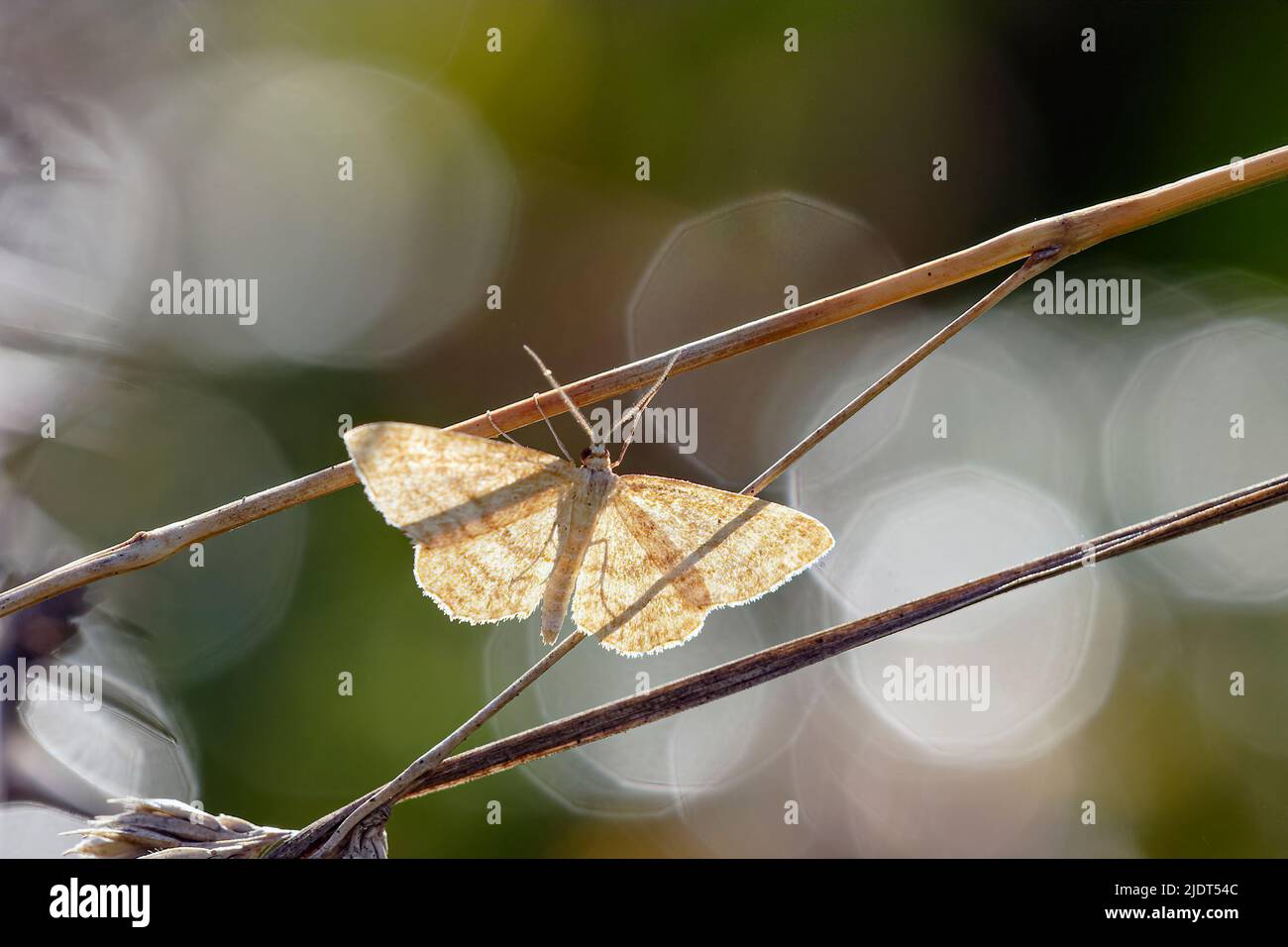 Sun flare butterfly hi-res stock photography and images - Alamy