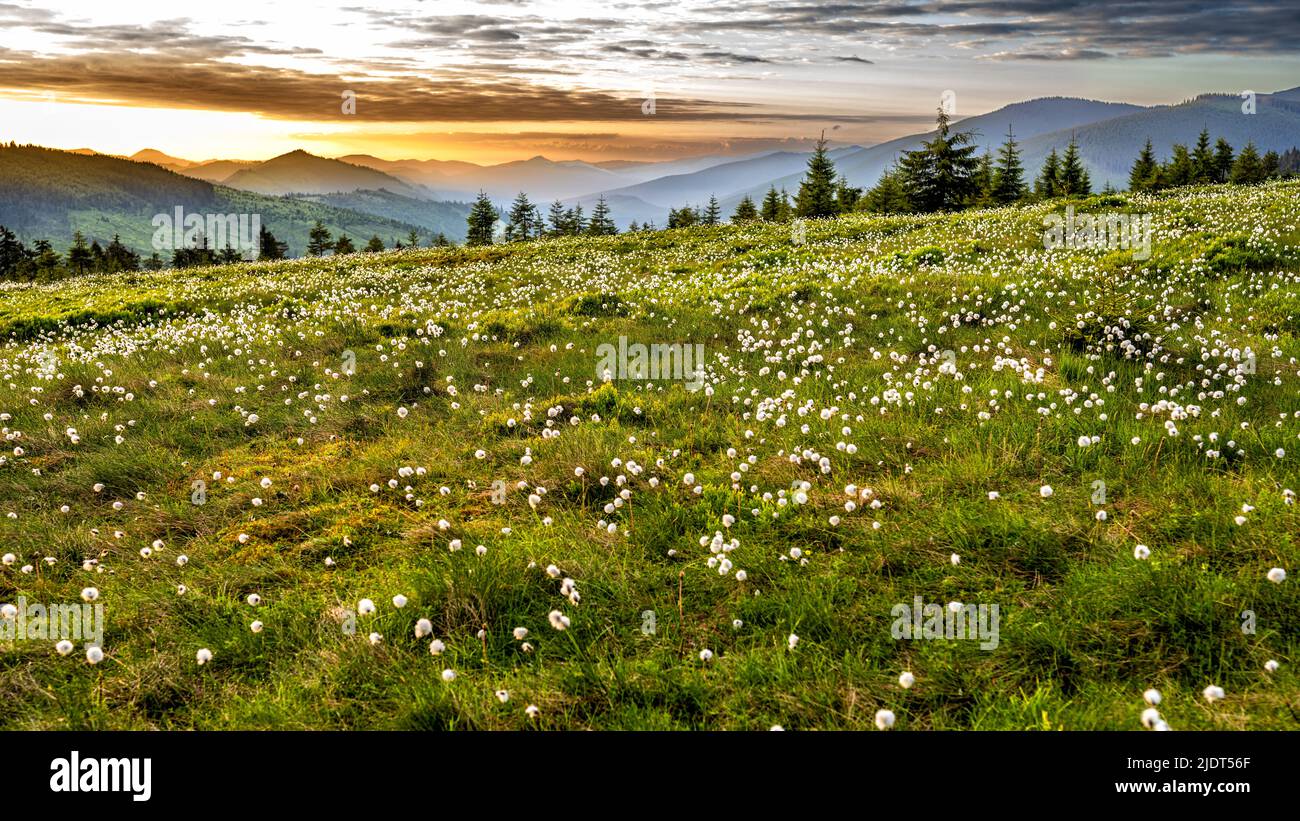 Sunrise from Prislop Pass, Maramures Mountains Nature Park, Carpathians ...