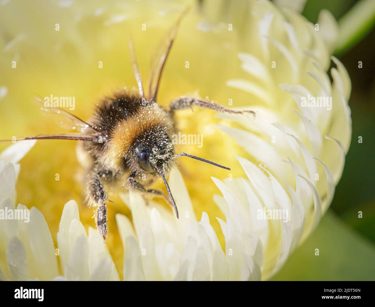 Bee covered in pollen from a yellow flower Stock Photo - Alamy
