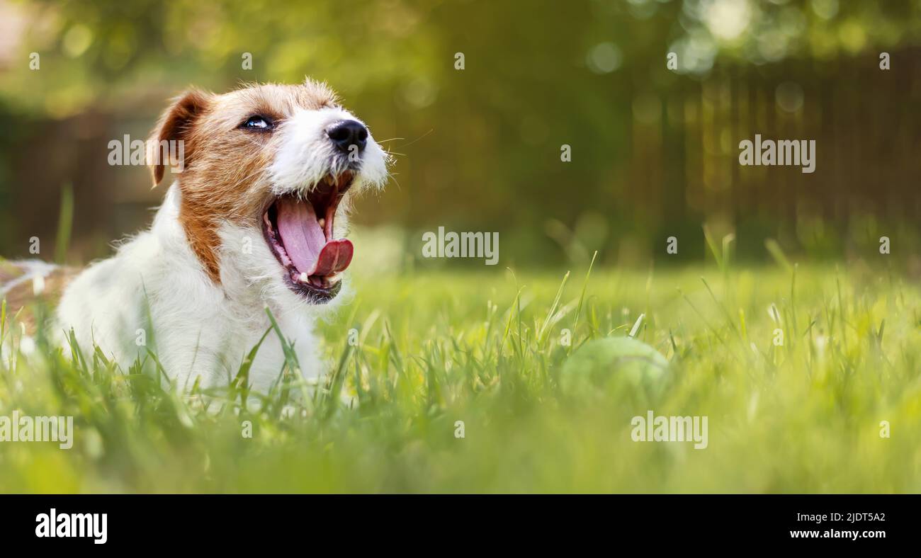 Yawning jack russell terrier puppy hi-res stock photography and images ...