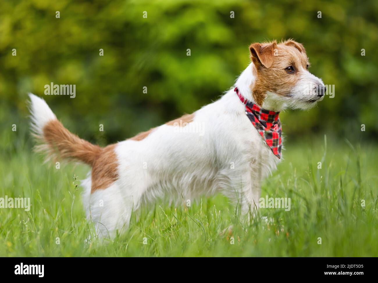 Trained happy jack russell terrier pet dog waiting, listening in the ...