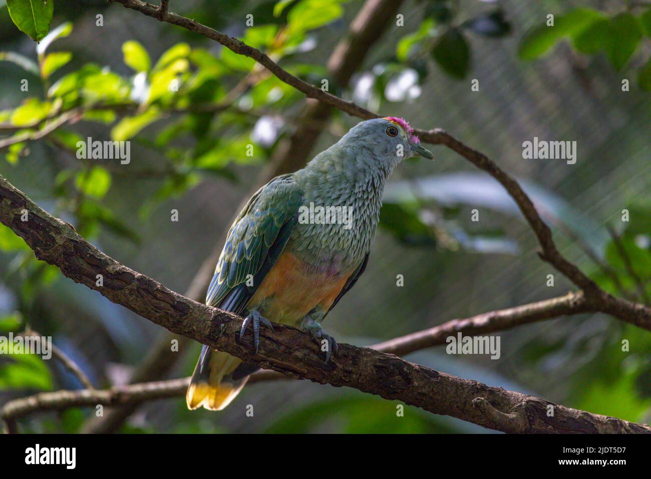 Rose-crowned Fruit-dove, Ptilinopus regina, also known as pink-capped ...