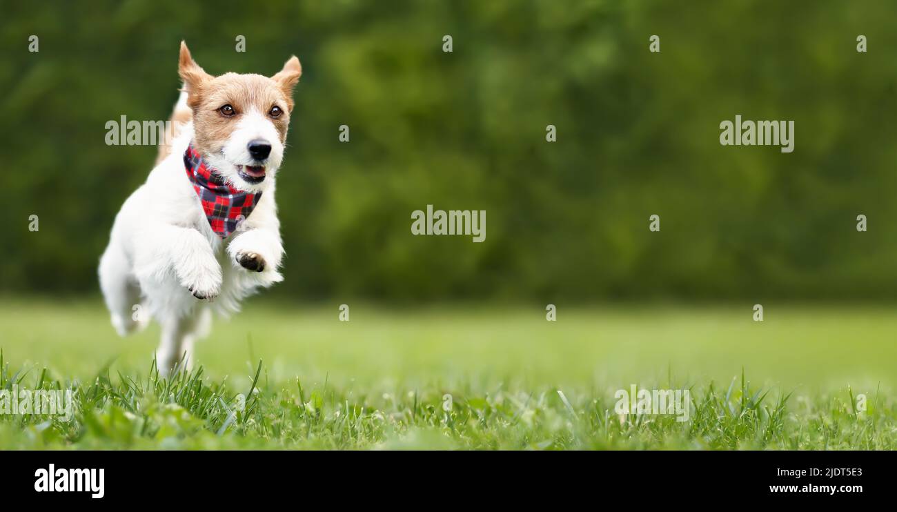 Active playful healthy happy dog running in the park, puppy training ...