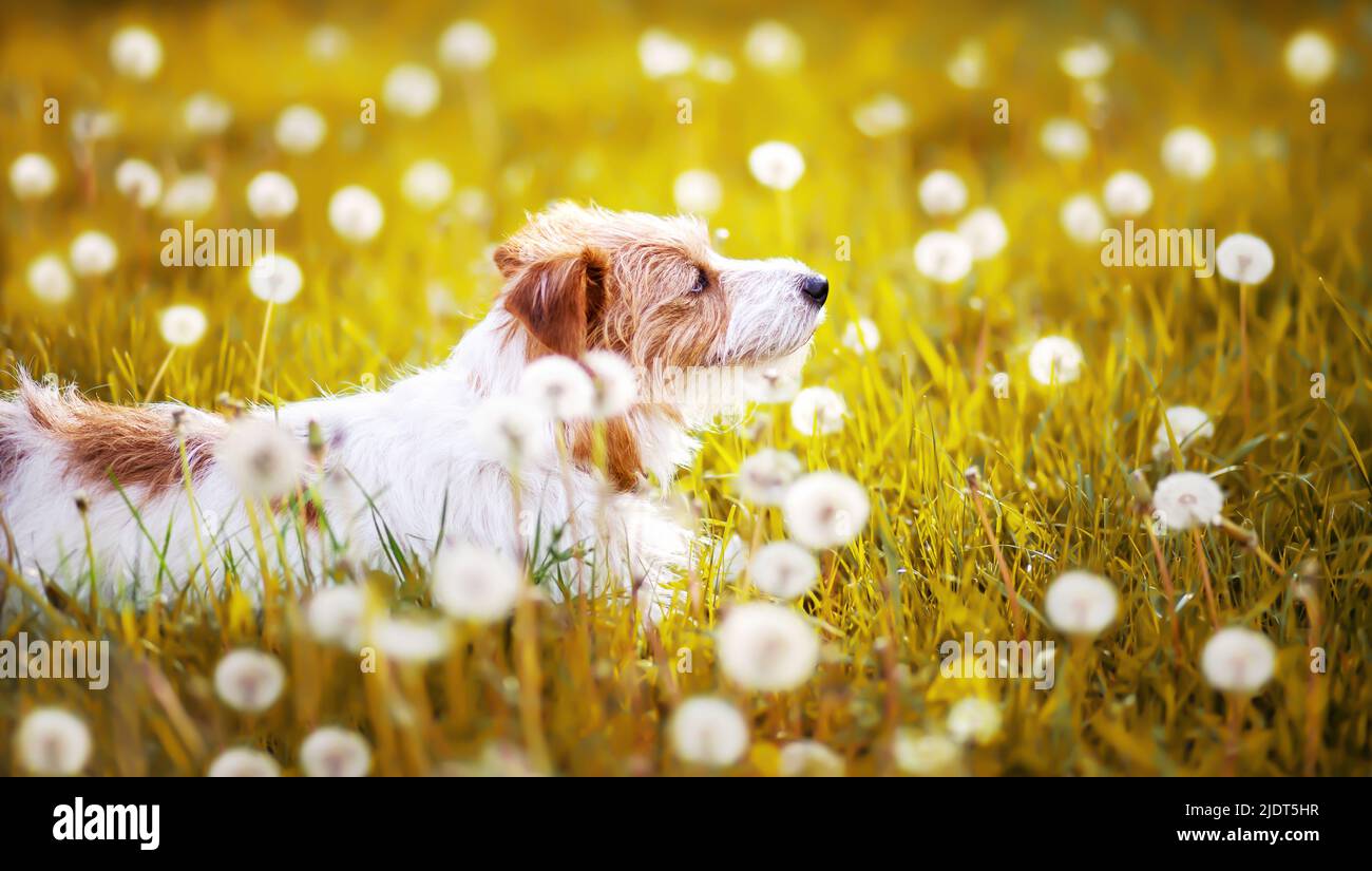 Happy healthy white small breed pet dog looking in the grass with ...