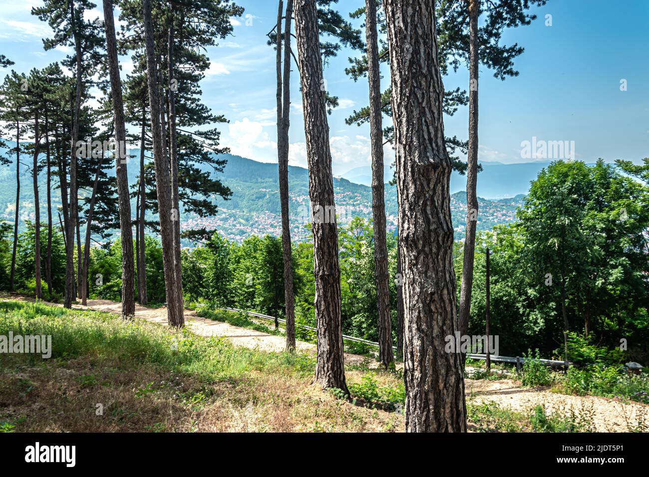 The forest on Zmajevac Stock Photo - Alamy