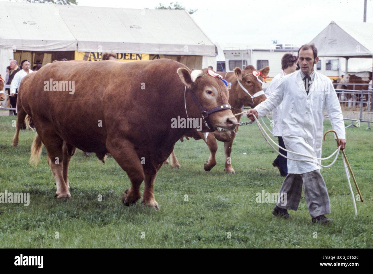 A prize bull being paraded at the Three Counties Showground in Malvern ...