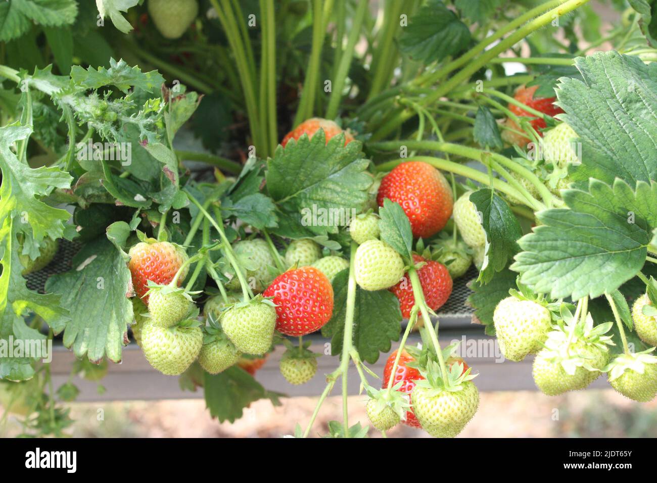 Strawberry picking at Rectory Farm, Oxfordshire. Fruit picking Stock ...
