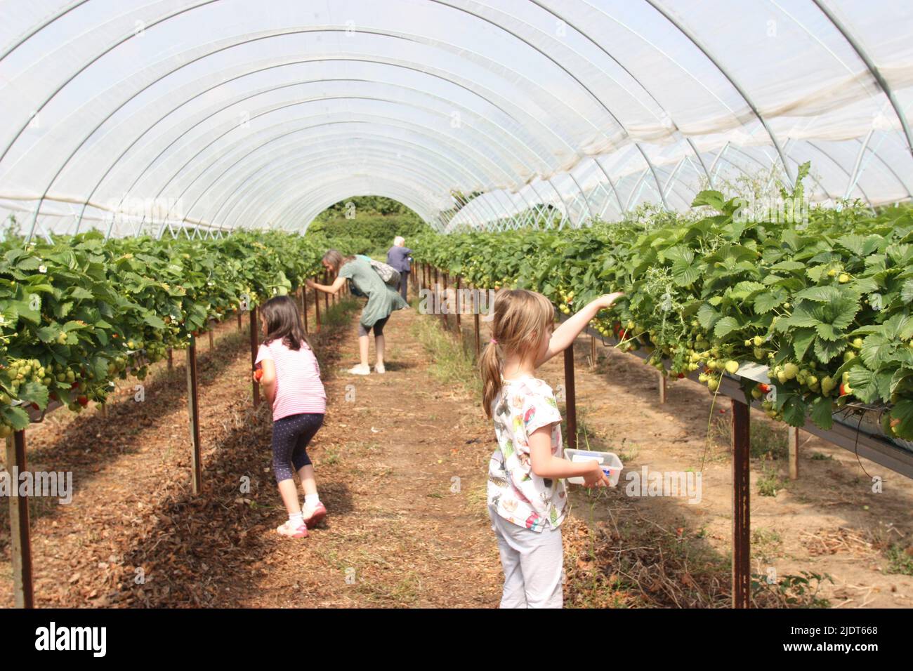 Strawberry picking at Rectory Farm, Oxfordshire. Fruit picking Stock ...