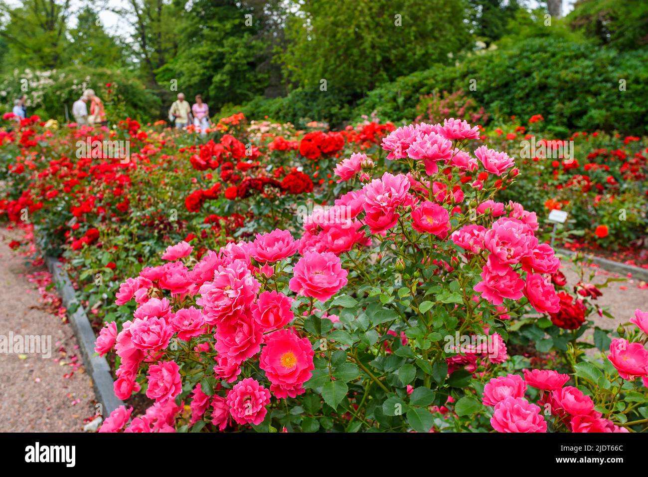 Red roses in a botanical garden with visitors Stock Photo - Alamy