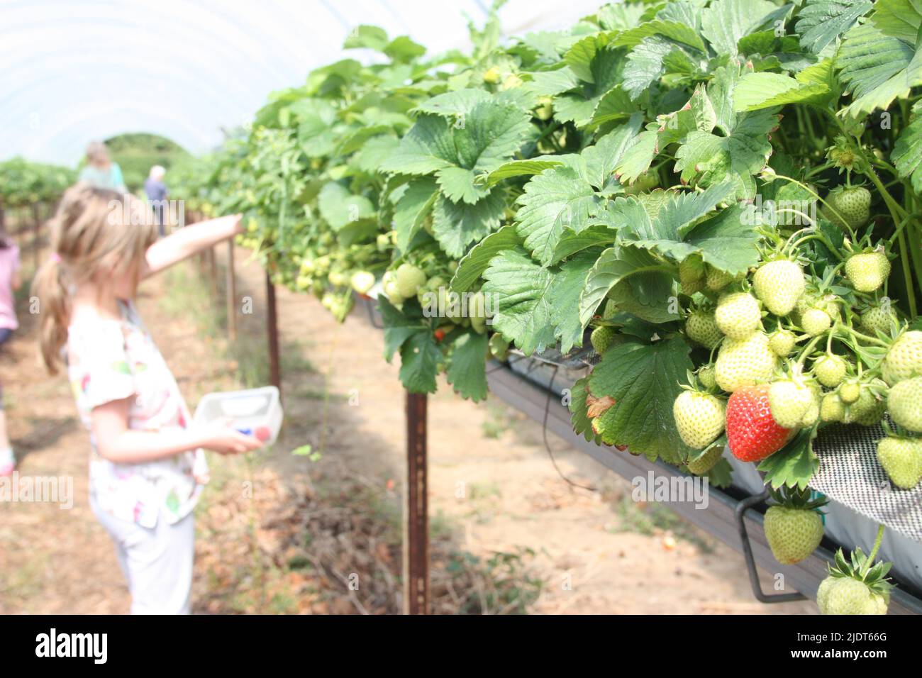 Strawberry picking at Rectory Farm, Oxfordshire. Fruit picking Stock ...