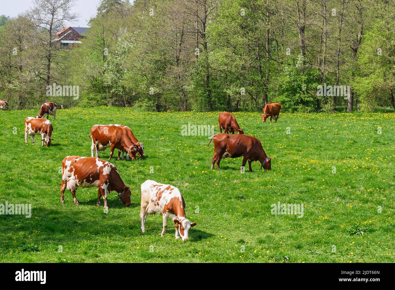 Dairy cows grazing on a meadow in a spring landscape Stock Photo - Alamy
