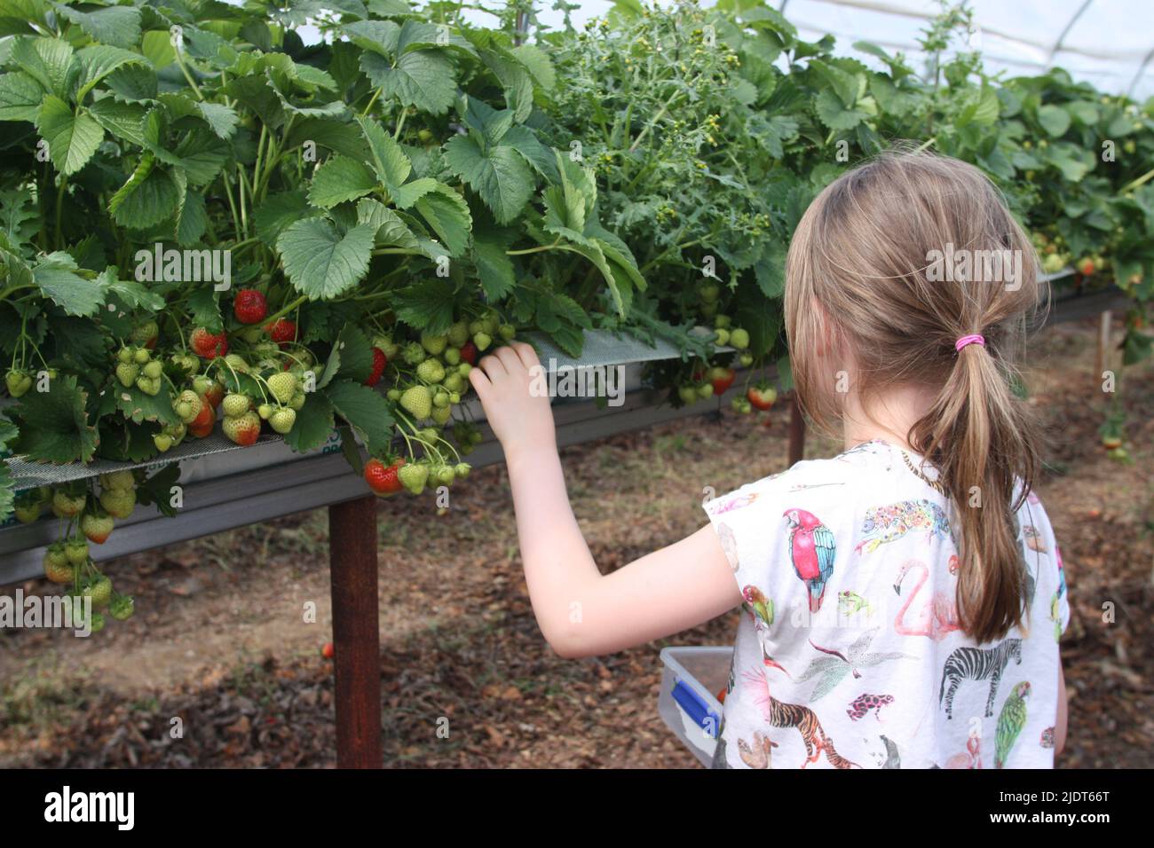 Strawberry picking at Rectory Farm, Oxfordshire. Fruit picking Stock ...