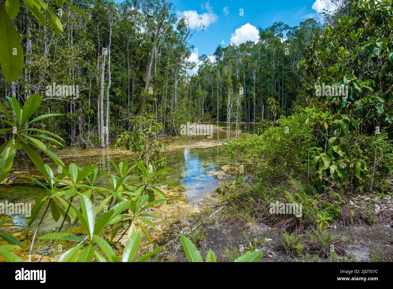 Emeral lake Blue pool Krabi Thailand mangrove forest Krabi Thailand ...