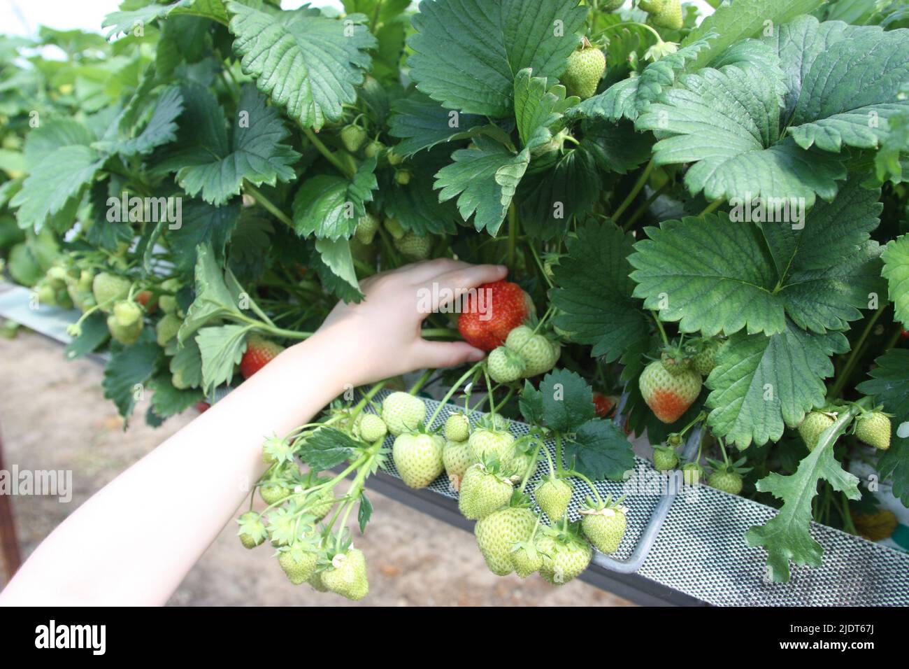 Strawberry picking at Rectory Farm, Oxfordshire. Fruit picking Stock ...
