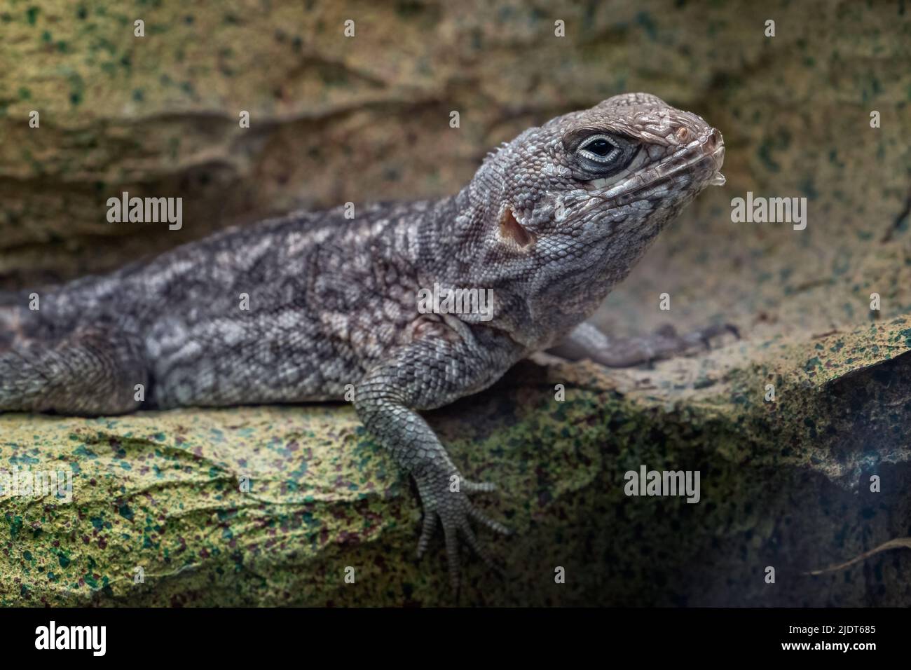 Madagascar Iguana or Madagascar swift or Merrem's Madagascar swift ...