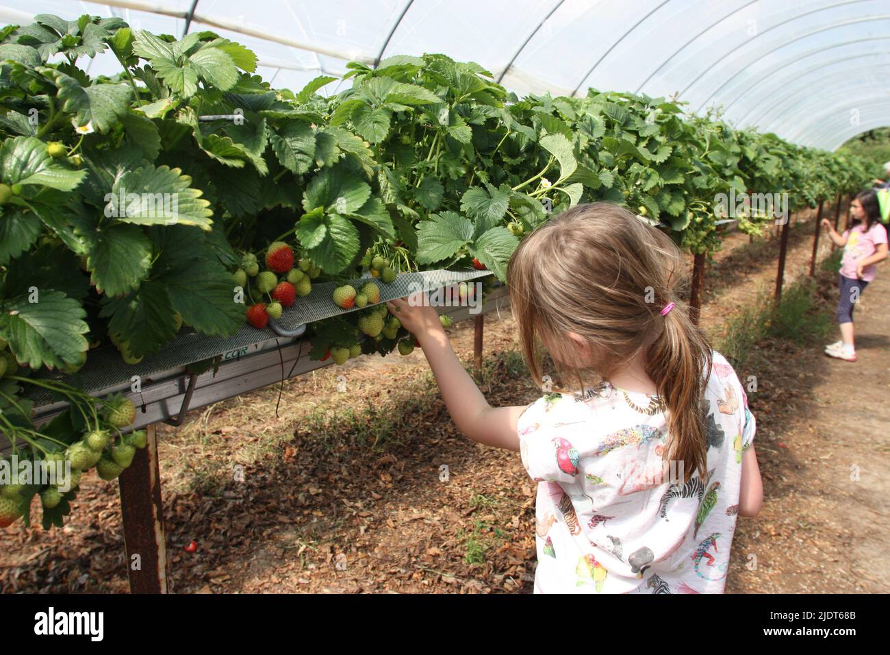 Strawberry picking at Rectory Farm, Oxfordshire. Fruit picking Stock ...