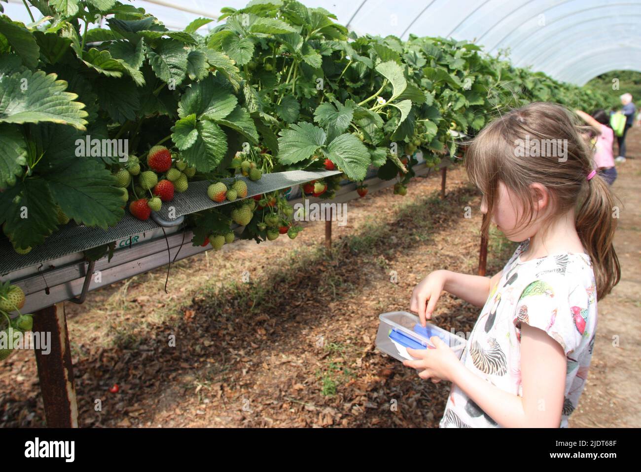 Strawberry picking at Rectory Farm, Oxfordshire. Fruit picking Stock ...