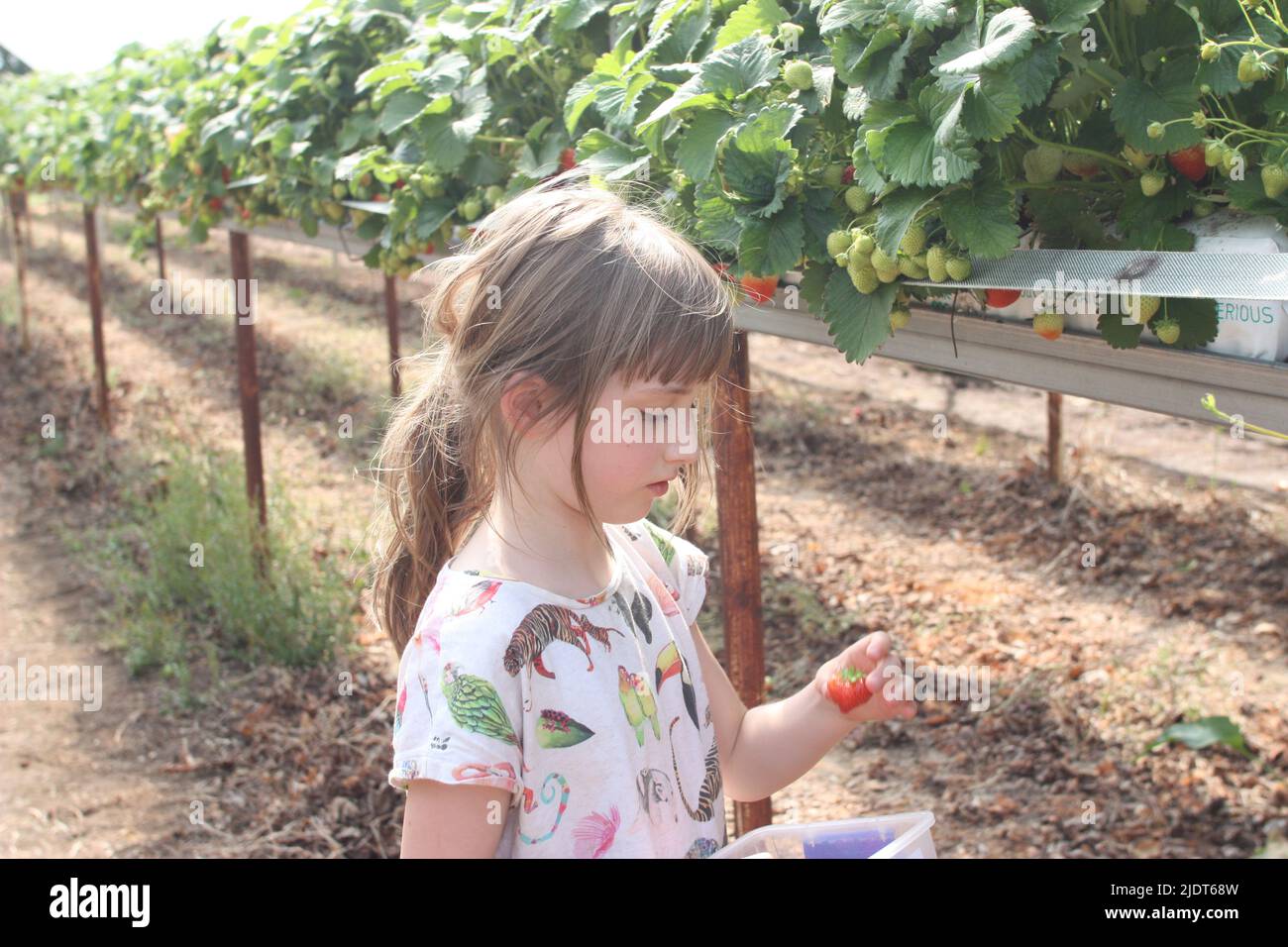 Strawberry picking at Rectory Farm, Oxfordshire. Fruit picking Stock ...