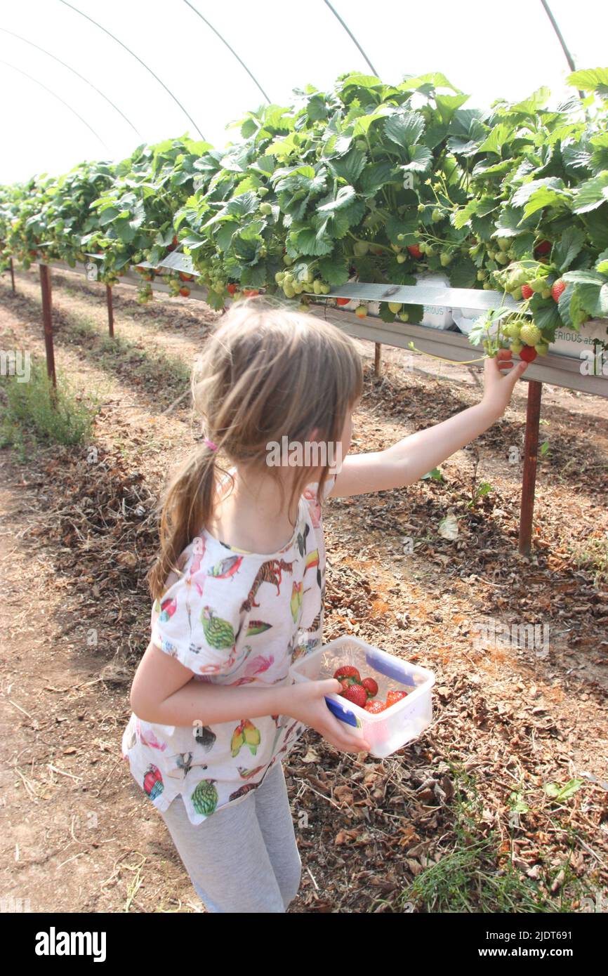 Strawberry picking at Rectory Farm, Oxfordshire. Fruit picking Stock ...