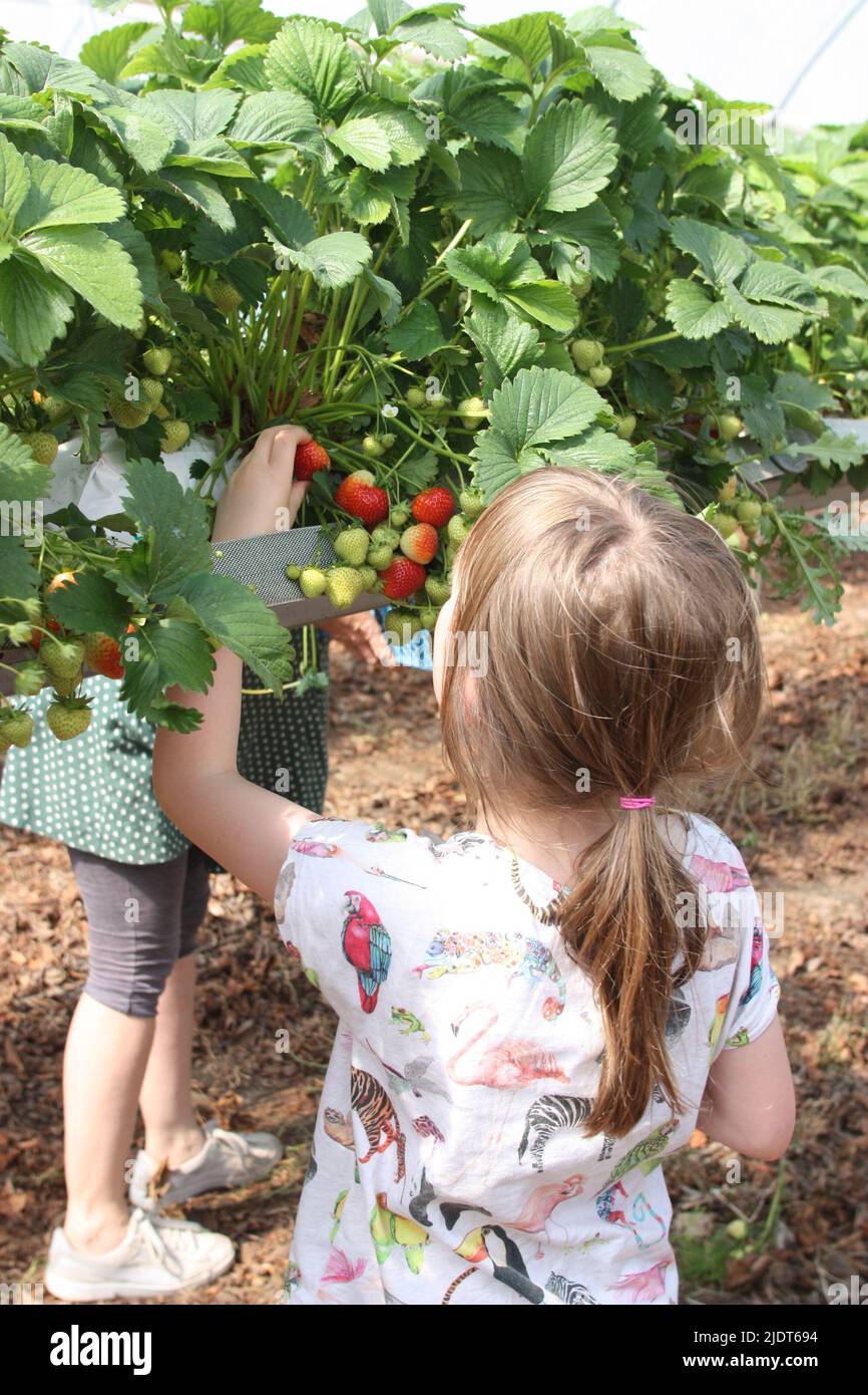 Strawberry picking at Rectory Farm, Oxfordshire. Fruit picking Stock ...