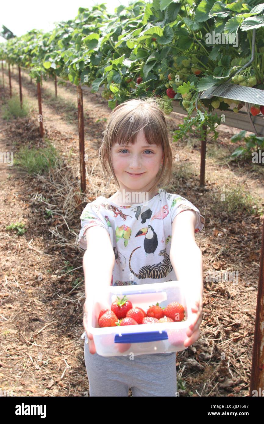 Strawberry picking at Rectory Farm, Oxfordshire. Fruit picking Stock ...