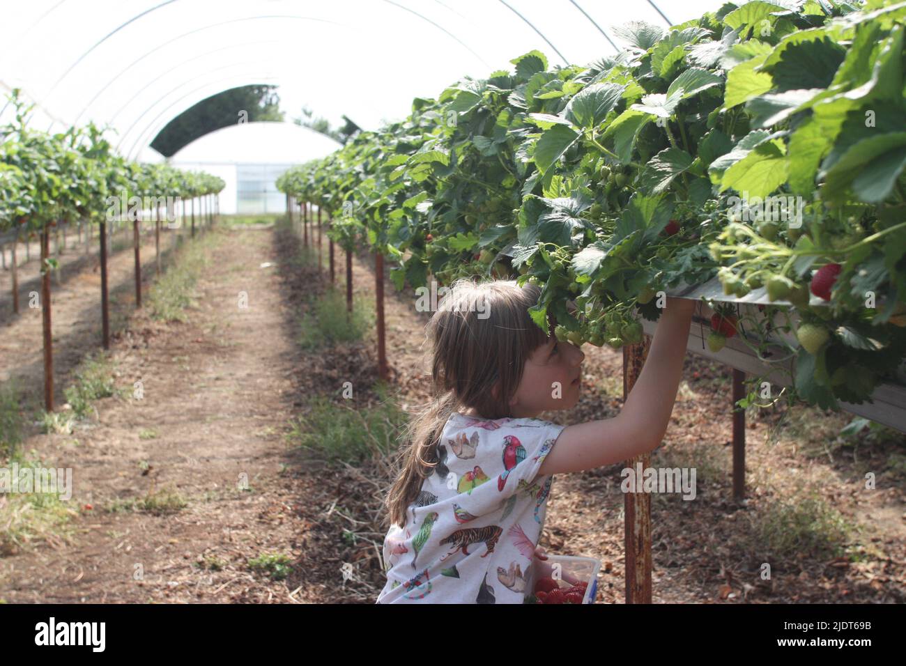 Strawberry picking at Rectory Farm, Oxfordshire. Fruit picking Stock ...