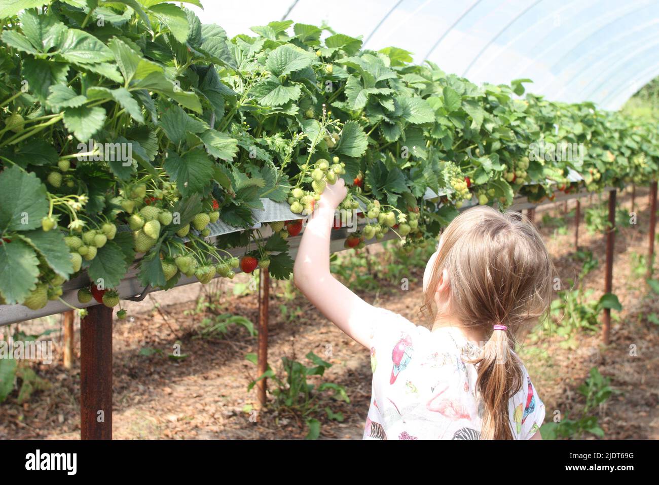 Strawberry picking at Rectory Farm, Oxfordshire. Fruit picking Stock ...