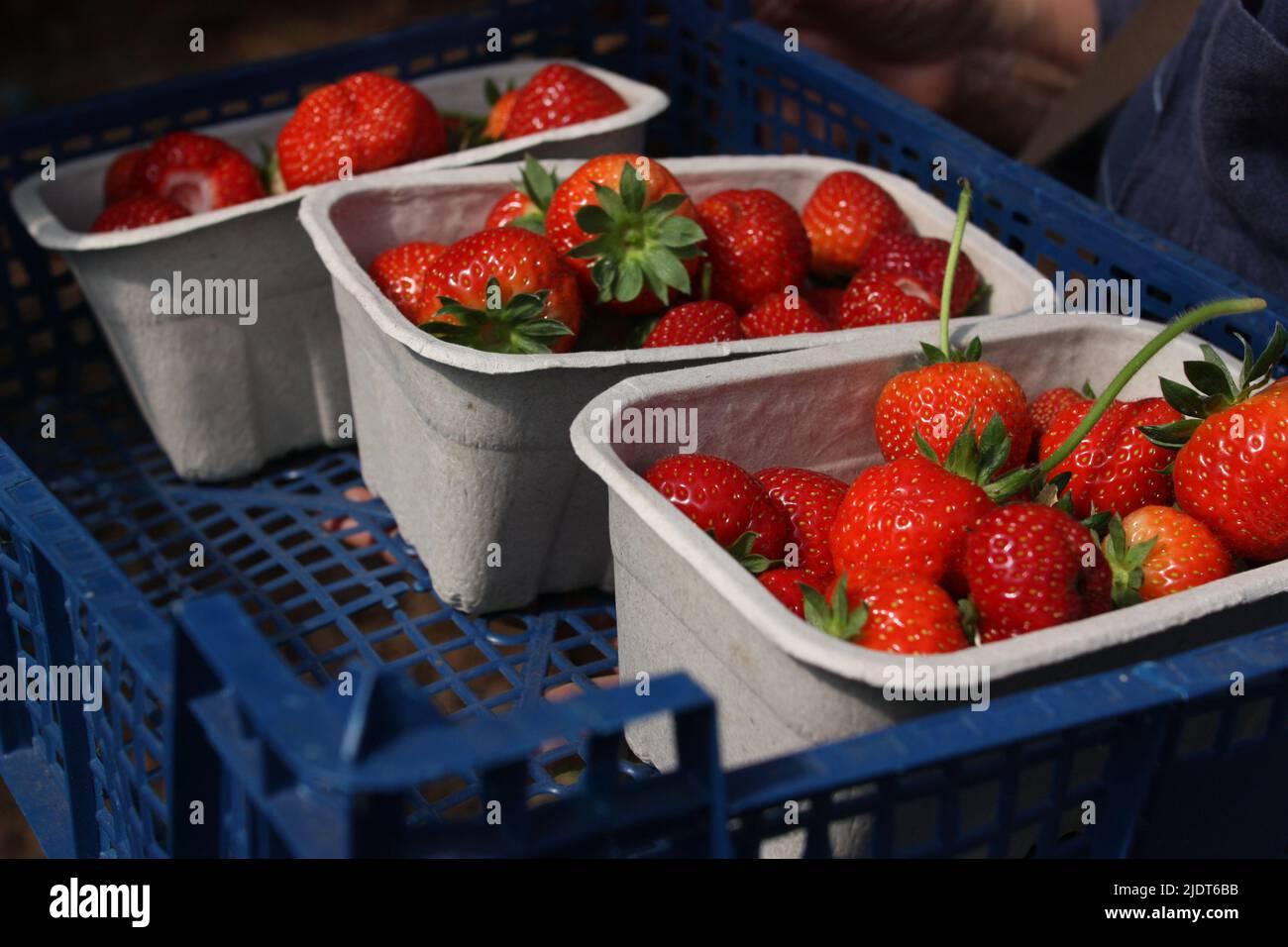 Strawberry picking at Rectory Farm, Oxfordshire. Fruit picking Stock ...