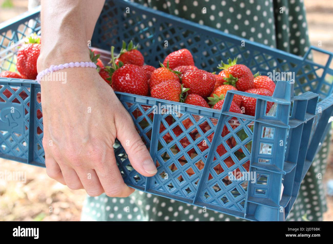 Strawberry picking at Rectory Farm, Oxfordshire. Fruit picking Stock ...