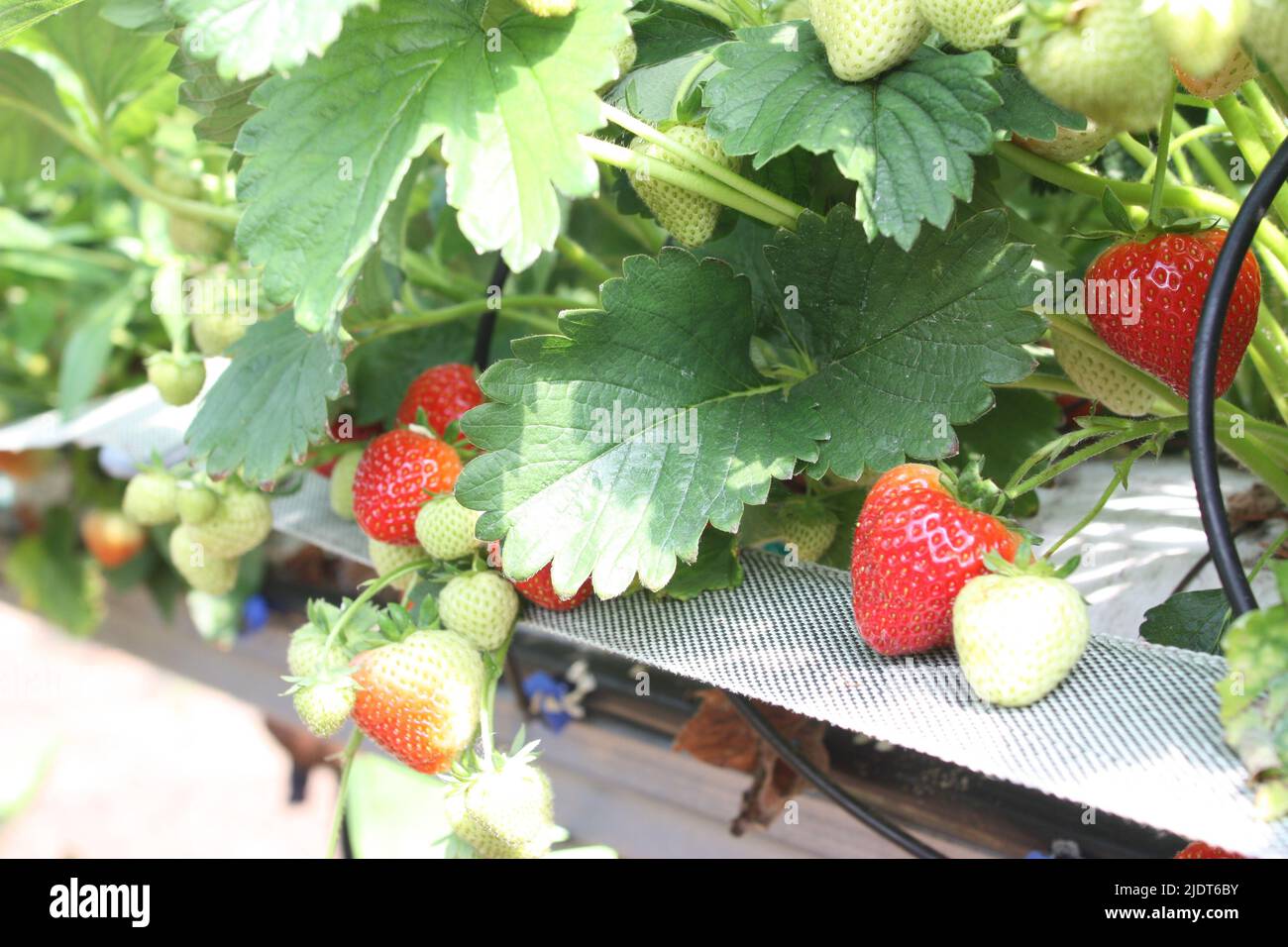 Strawberry picking at Rectory Farm, Oxfordshire. Fruit picking Stock ...
