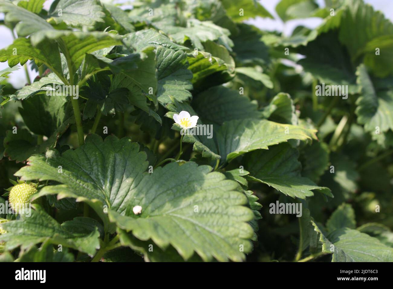 Strawberry picking at Rectory Farm, Oxfordshire. Fruit picking Stock ...