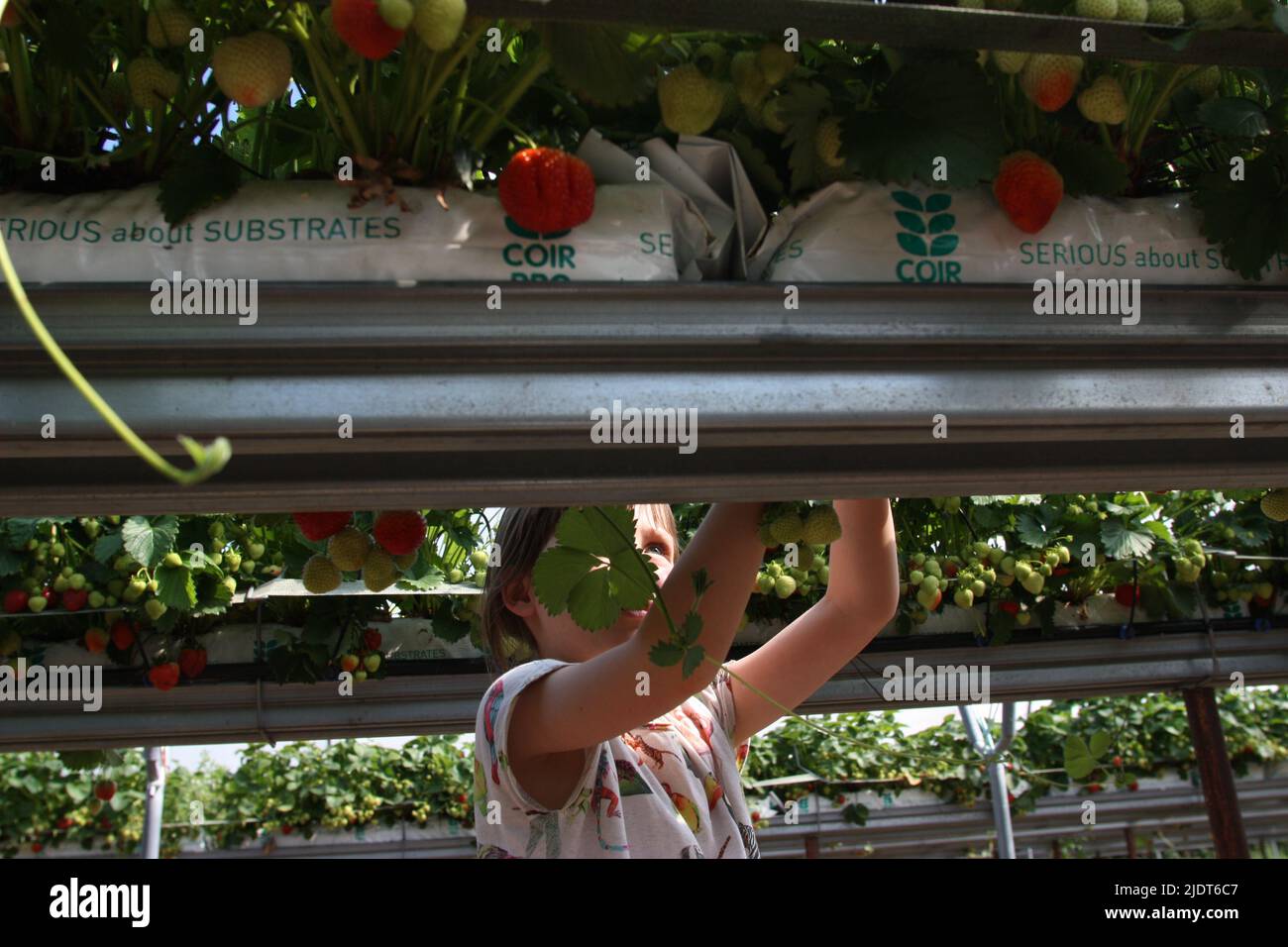Strawberry picking at Rectory Farm, Oxfordshire. Fruit picking Stock ...