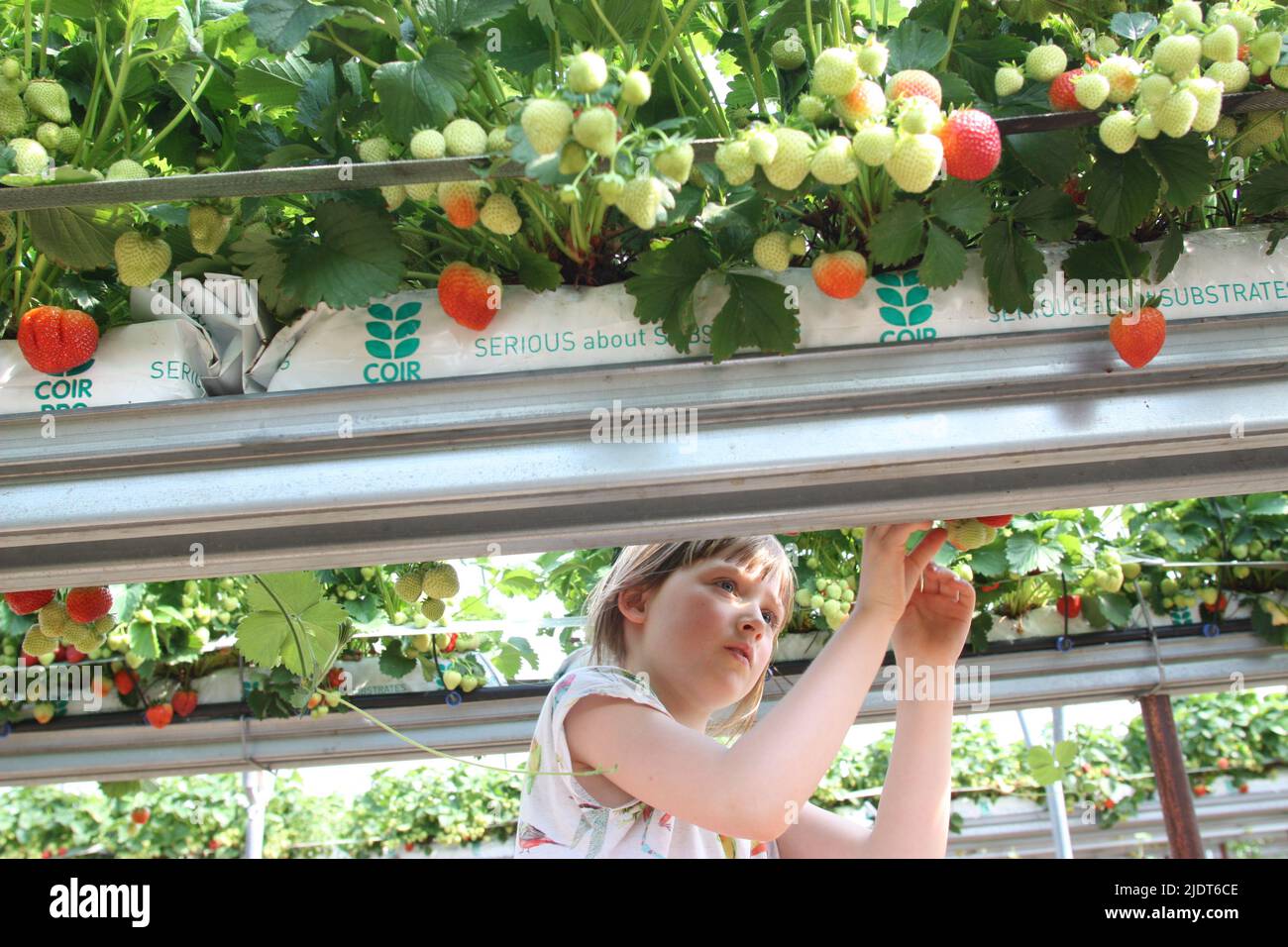 Strawberry picking at Rectory Farm, Oxfordshire. Fruit picking Stock ...