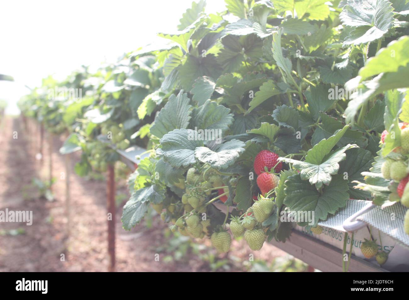 Strawberry picking at Rectory Farm, Oxfordshire. Fruit picking Stock ...
