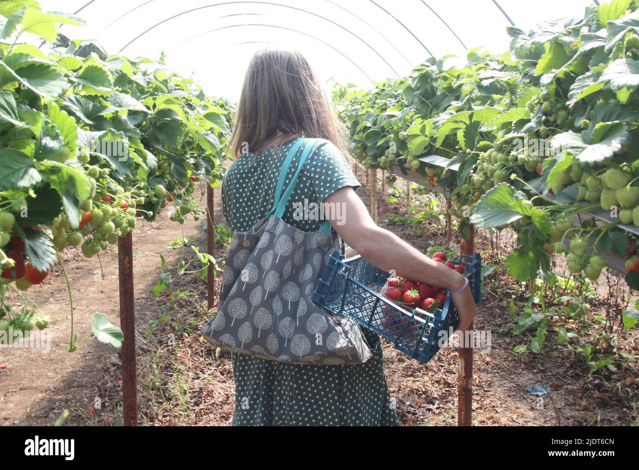 Strawberry picking at Rectory Farm, Oxfordshire. Fruit picking Stock ...