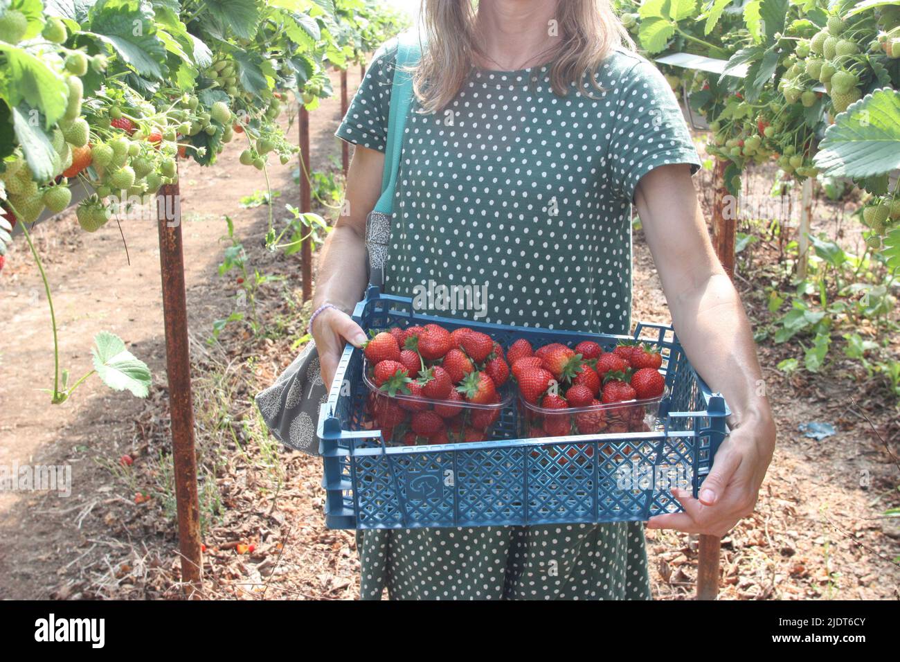Strawberry picking at Rectory Farm, Oxfordshire. Fruit picking Stock ...