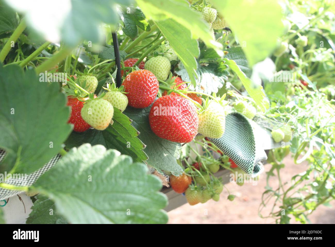 Strawberry picking at Rectory Farm, Oxfordshire. Fruit picking Stock ...
