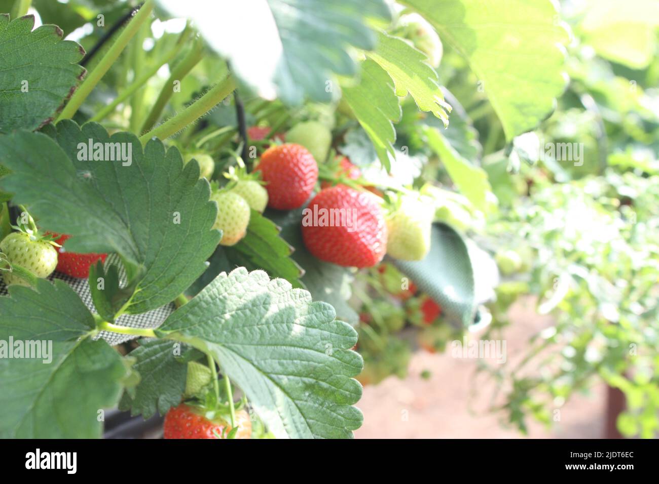 Strawberry picking at Rectory Farm, Oxfordshire. Fruit picking Stock ...