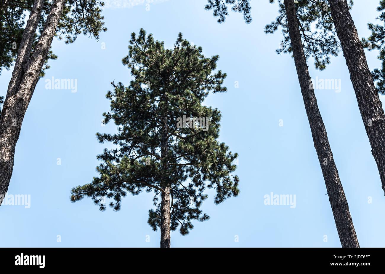 The forest on Zmajevac Stock Photo - Alamy