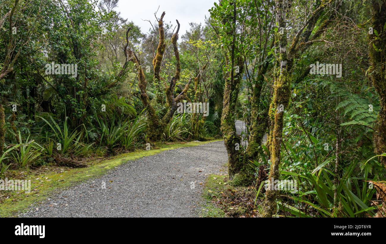 Hiking Path in New Zealand Stock Photo - Alamy