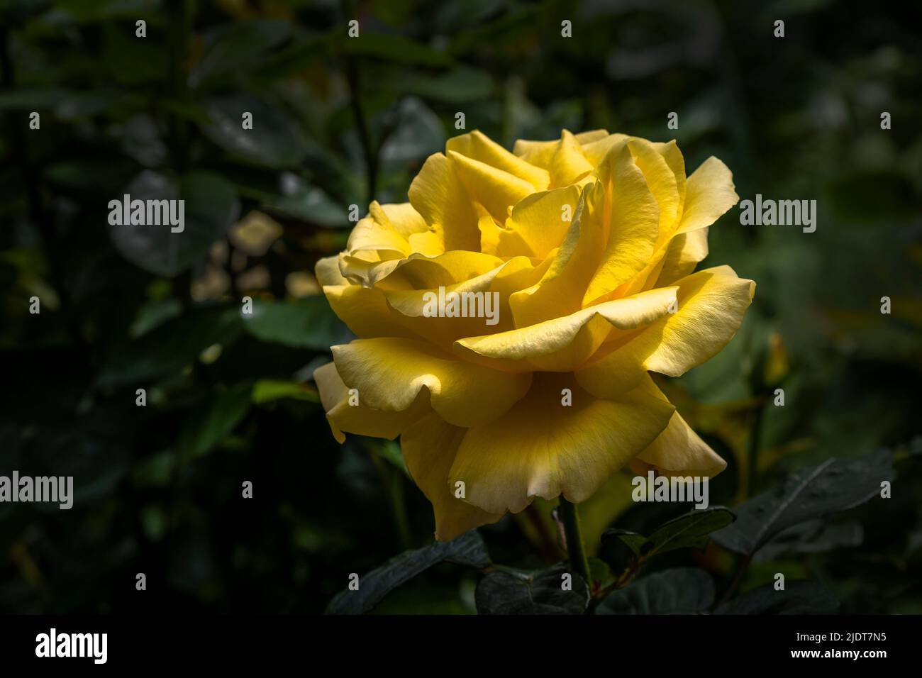 Rose. Rosa Glorious. Rosa Interictira. Rosa Auguste Victoria. Rosa ...