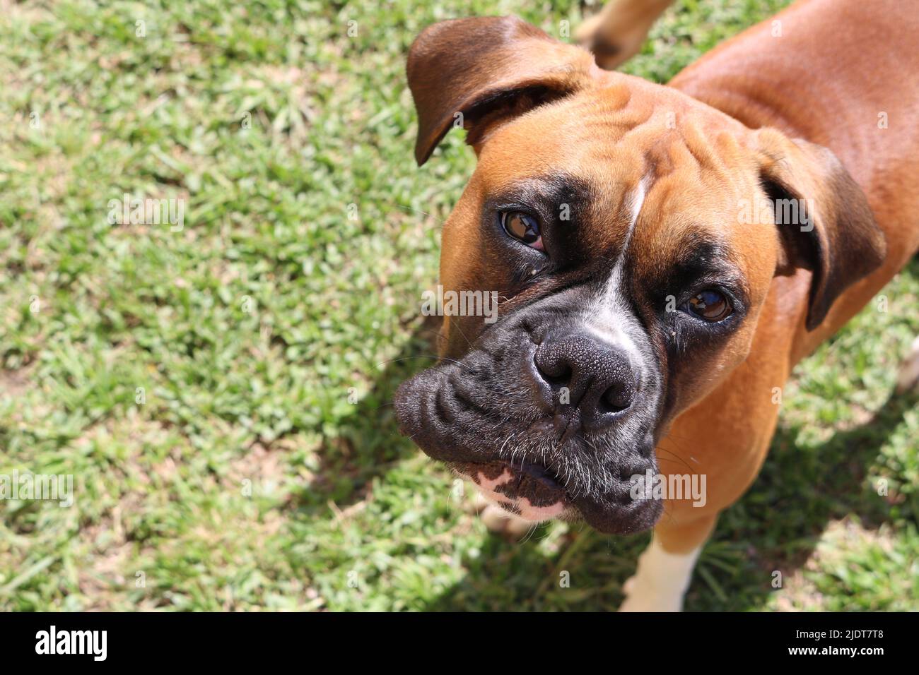 boxer dog sunlight Stock Photo - Alamy